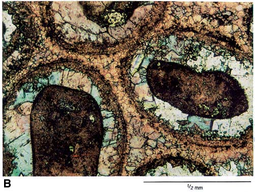 KGS--Petroleum: a primer for Kansas--Geology of petroleum KGS--Petroleum: a primer for Kansas--Geology of petroleum